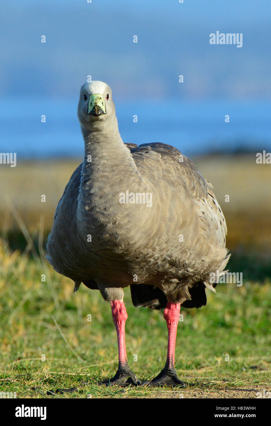 Cape Barren Goose (Cereopsis novaehollandiae), Maria Island National ...