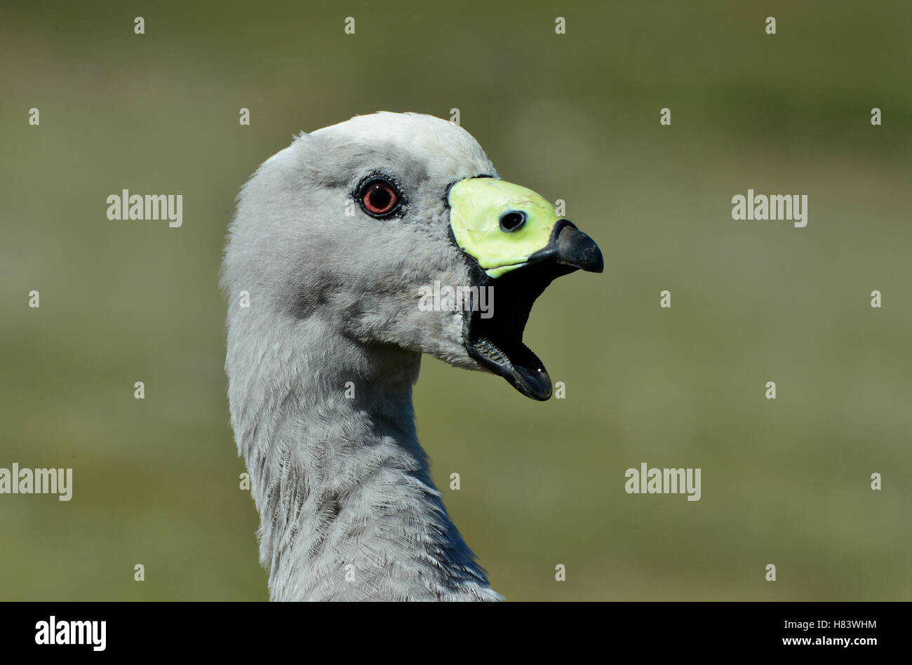 Cape Barren Goose (Cereopsis novaehollandiae) calling, Maria Island ...
