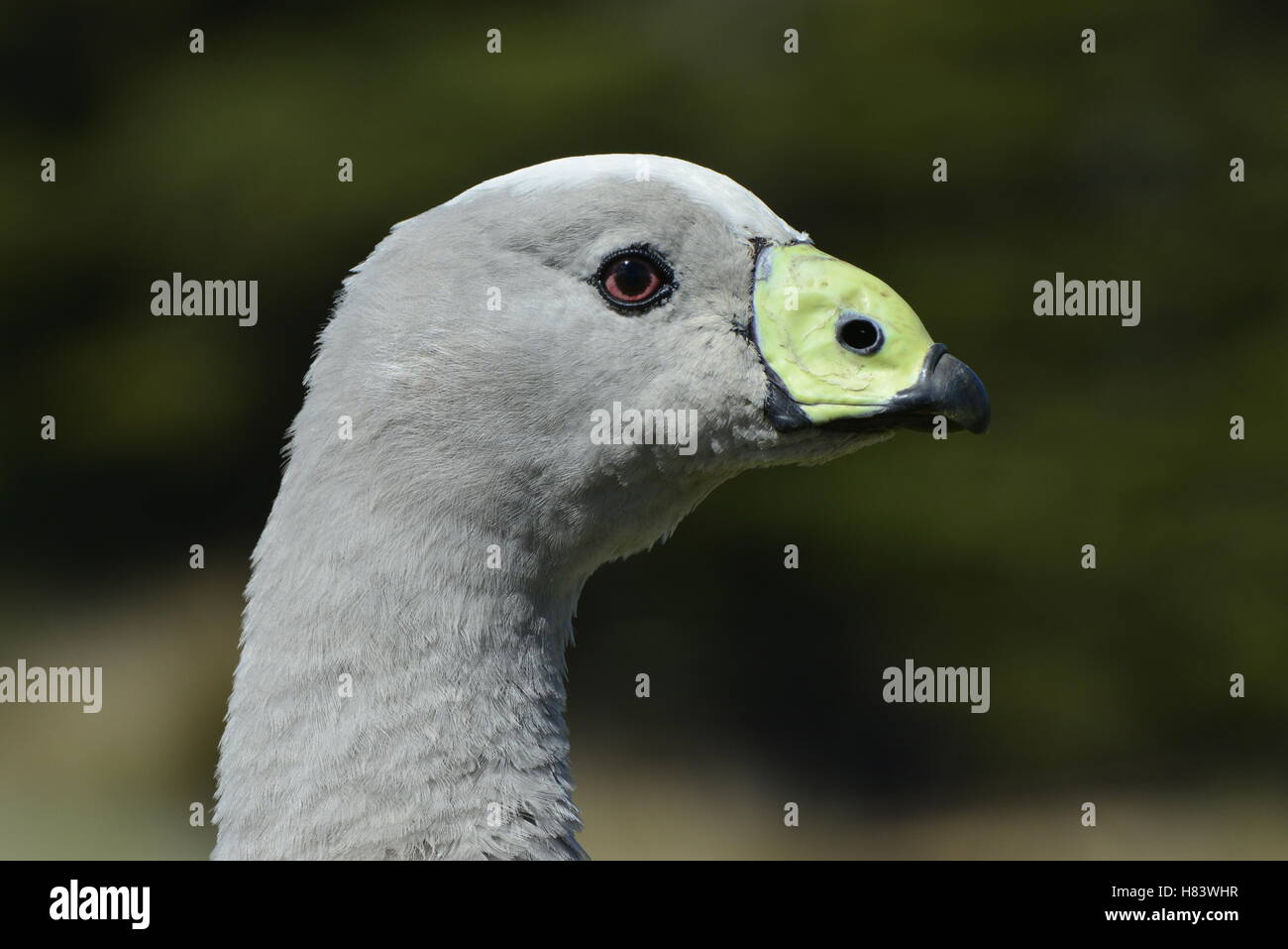Cape Barren Goose (Cereopsis novaehollandiae), Maria Island National ...