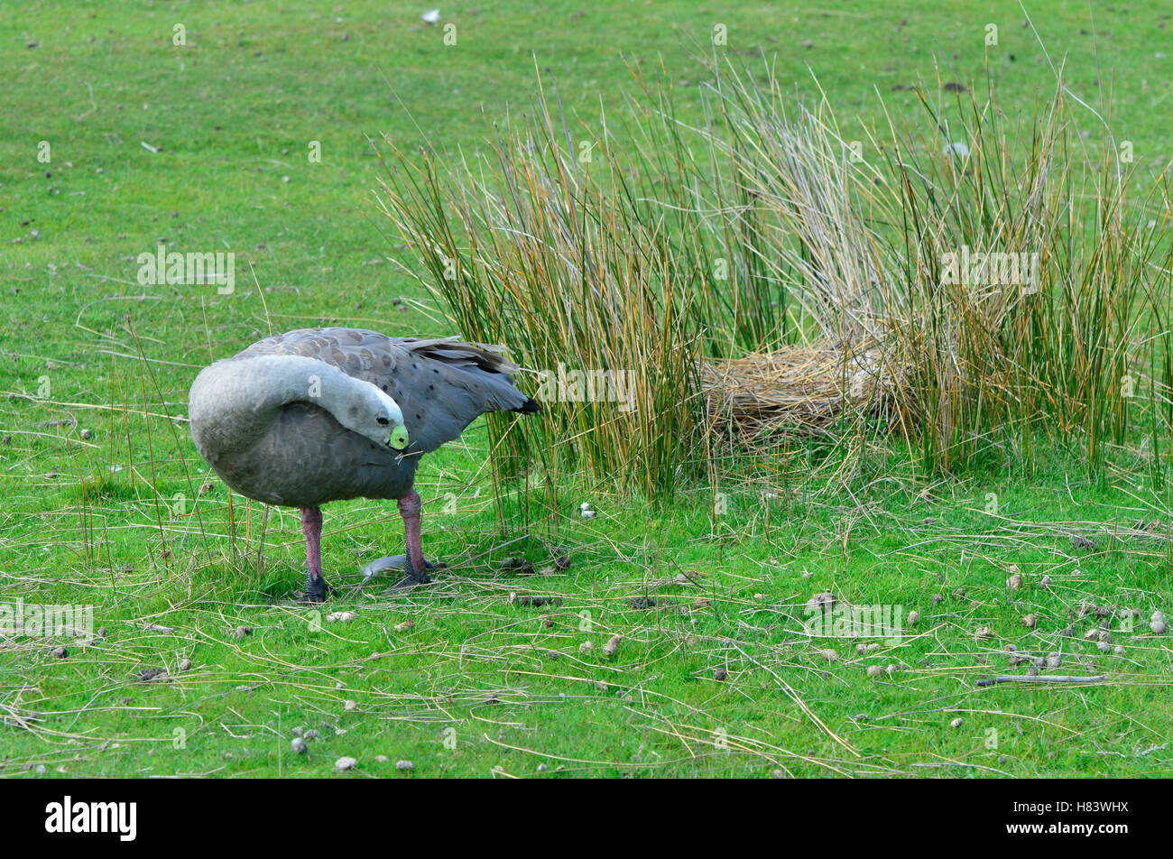 Cape Barren Goose (Cereopsis novaehollandiae) male collecting grass for ...