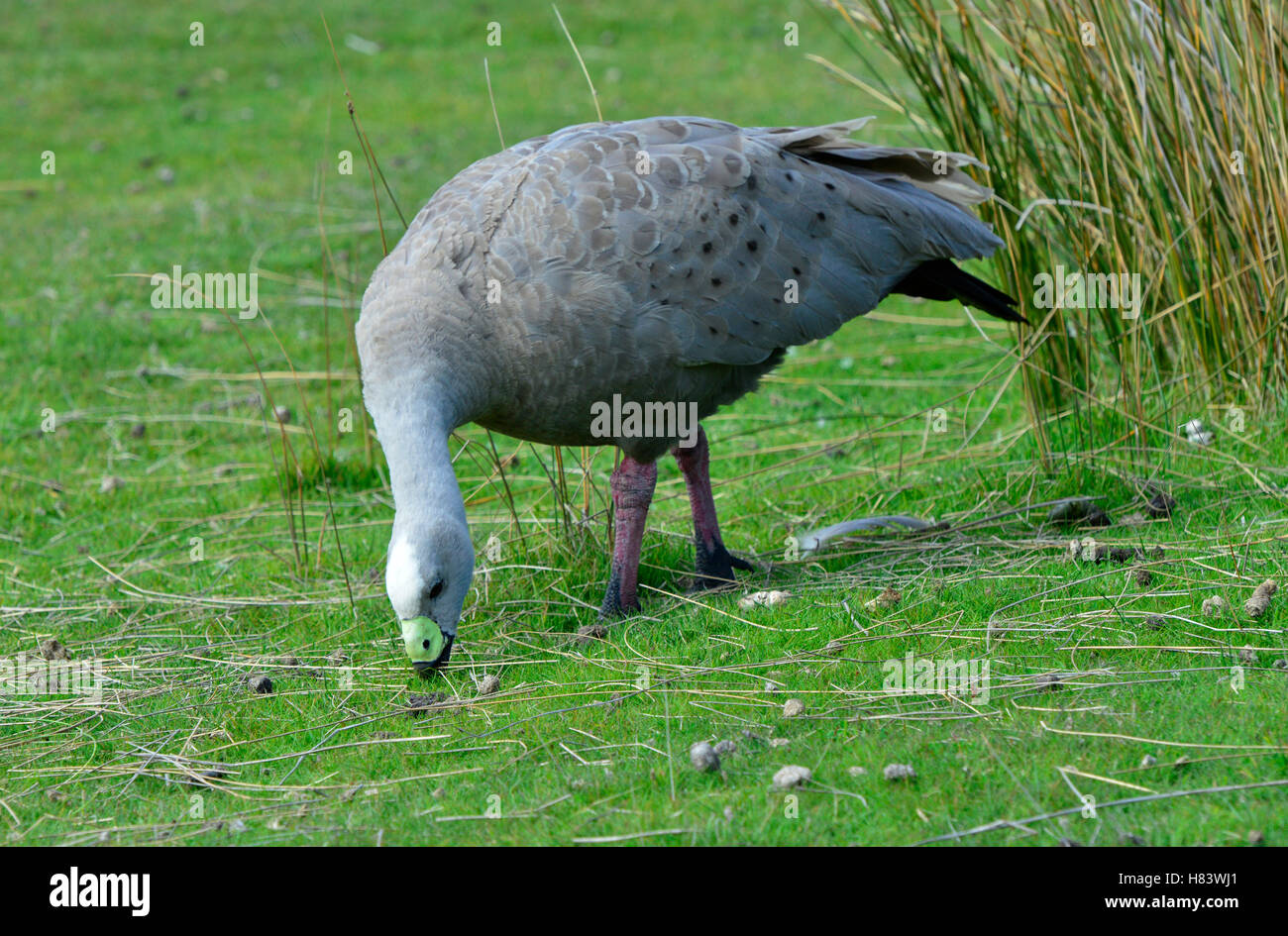 Cape Barren Goose (Cereopsis novaehollandiae) male collecting grass for ...