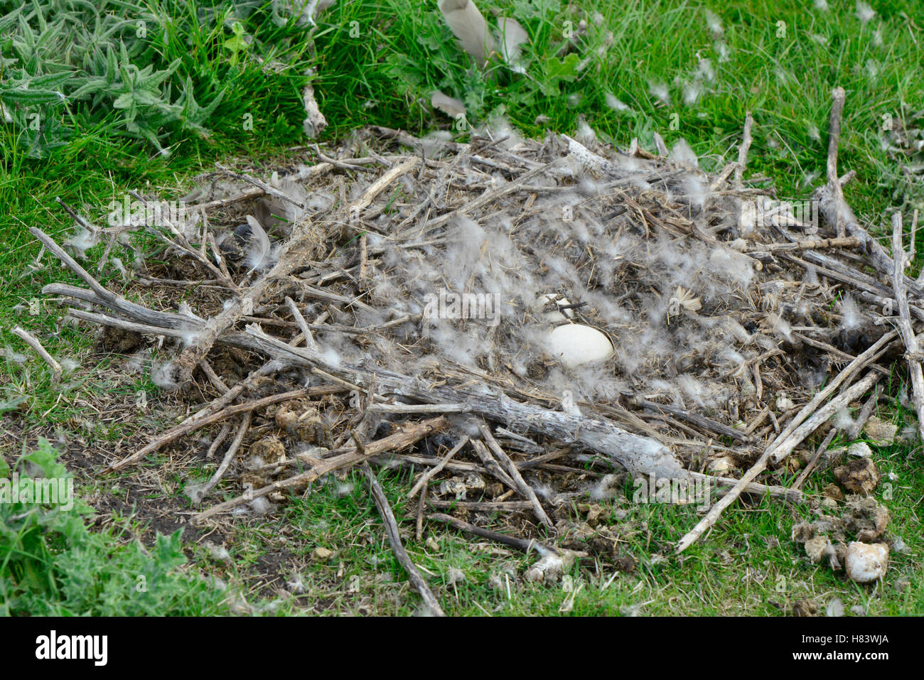 Cape Barren Goose (Cereopsis novaehollandiae) eggs on nest lined with ...
