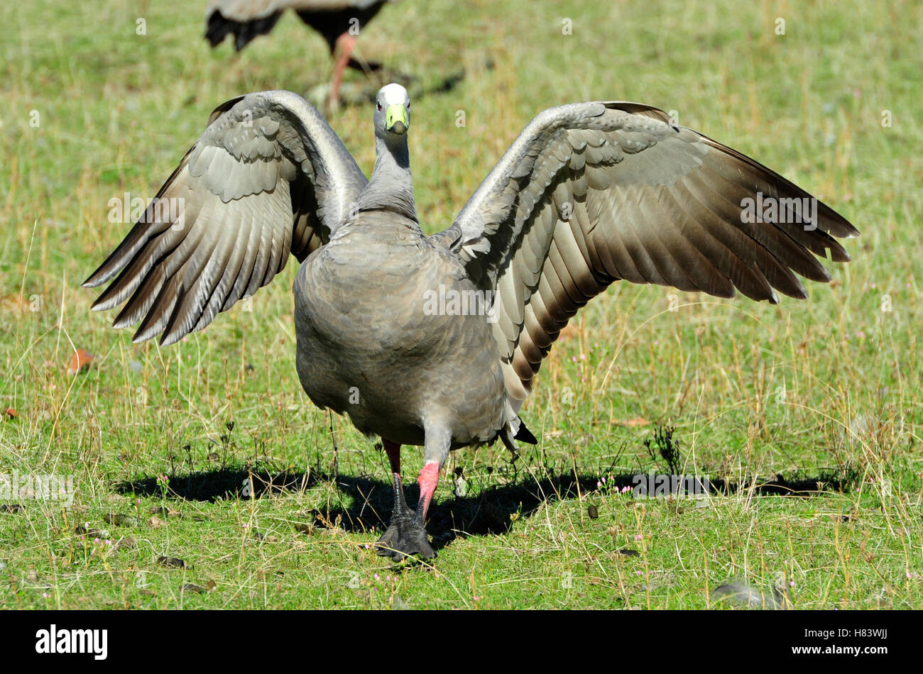 Cape Barren Goose (Cereopsis novaehollandiae) in fierce territorial ...