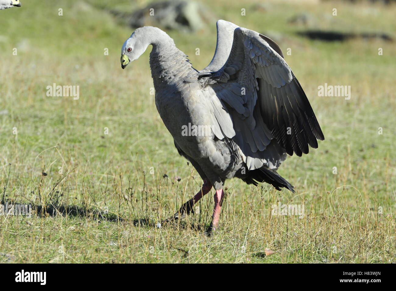 Cape Barren Goose (Cereopsis novaehollandiae) in fierce territorial ...