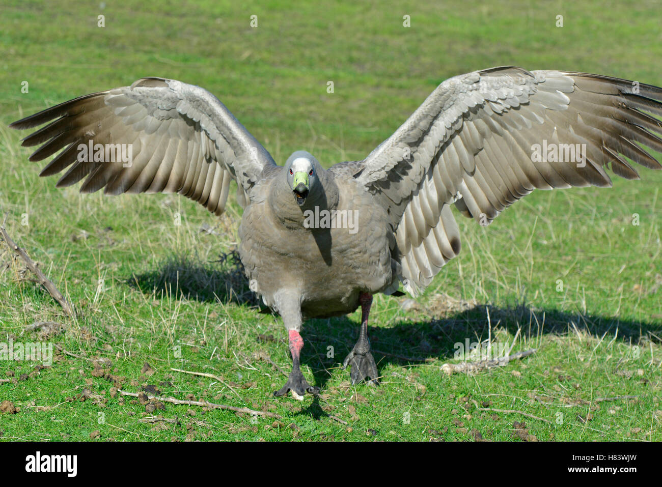 Cape Barren Goose (Cereopsis novaehollandiae) in fierce territorial ...