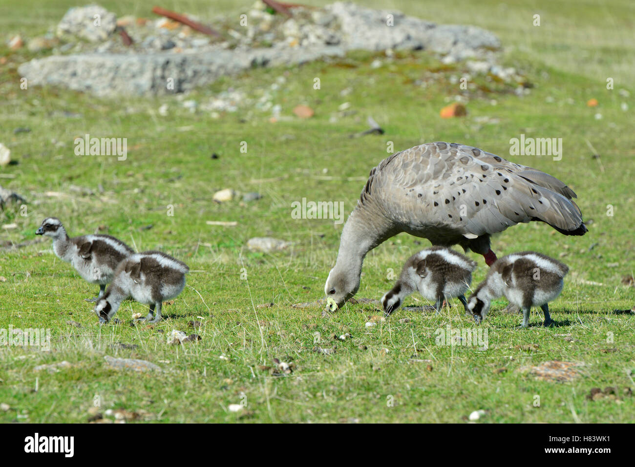 Cape Barren Goose (Cereopsis novaehollandiae) parent and chicks grazing ...