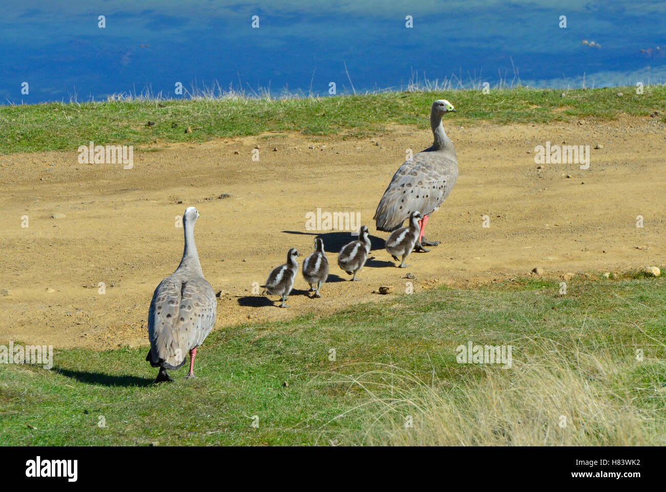 Cape Barren Goose (Cereopsis novaehollandiae) parents leading chicks to ...