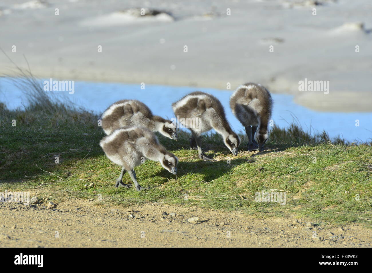 Cape Barren Goose (Cereopsis novaehollandiae) chicks grazing, Maria ...