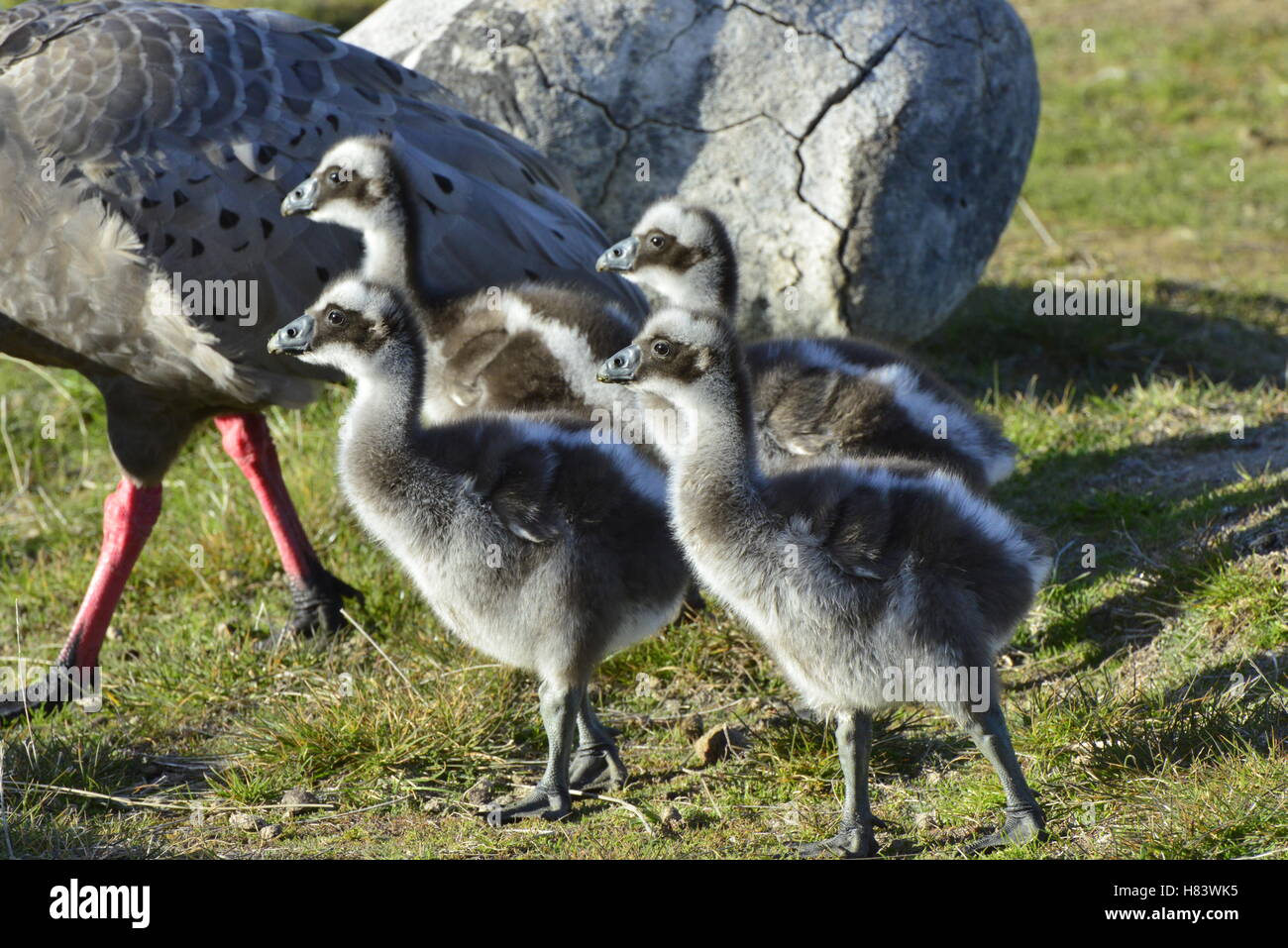 Cape Barren Goose (Cereopsis novaehollandiae) parent and chicks, Maria ...