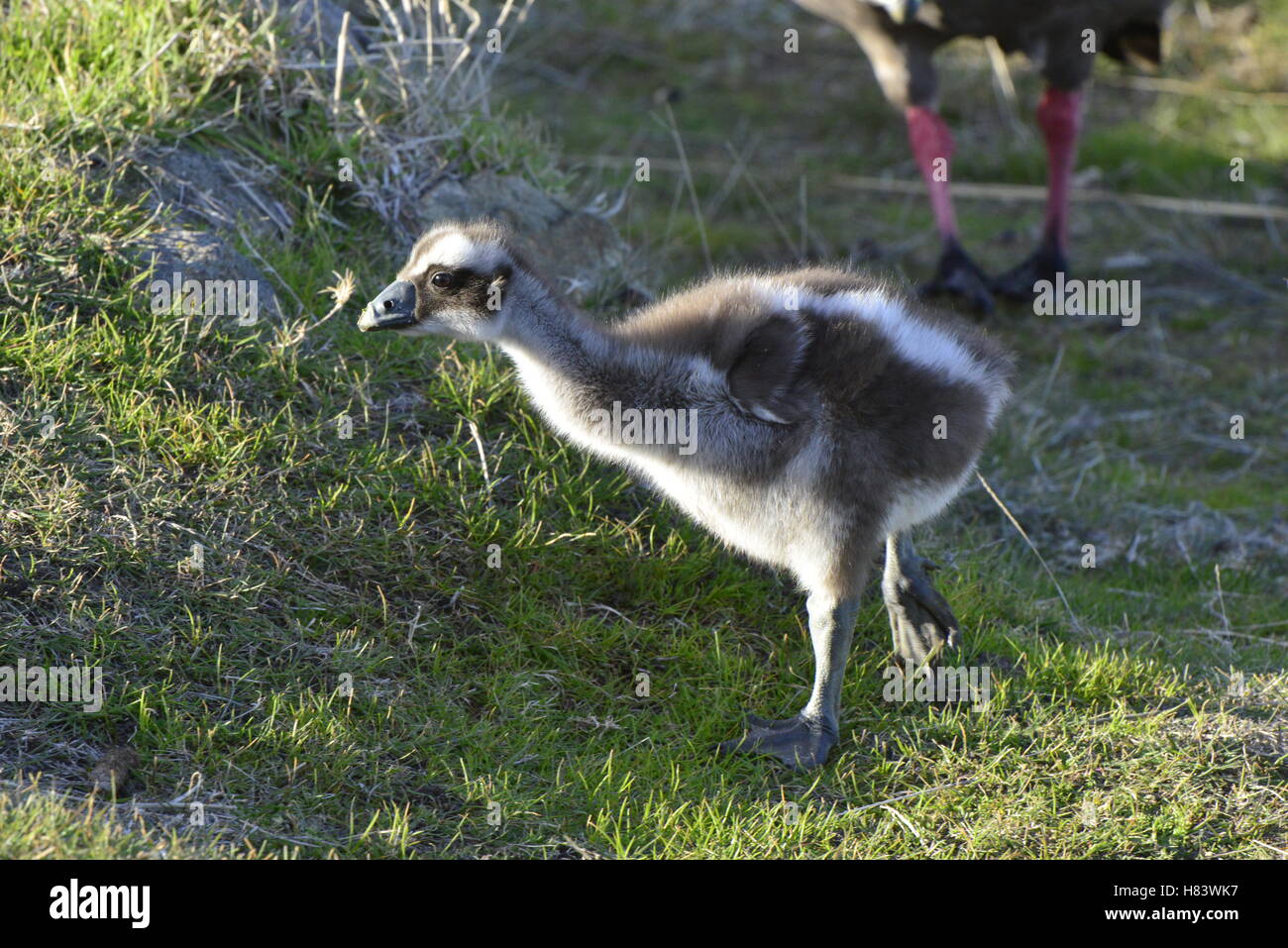 Cape Barren Goose (Cereopsis novaehollandiae) chick, Maria Island ...