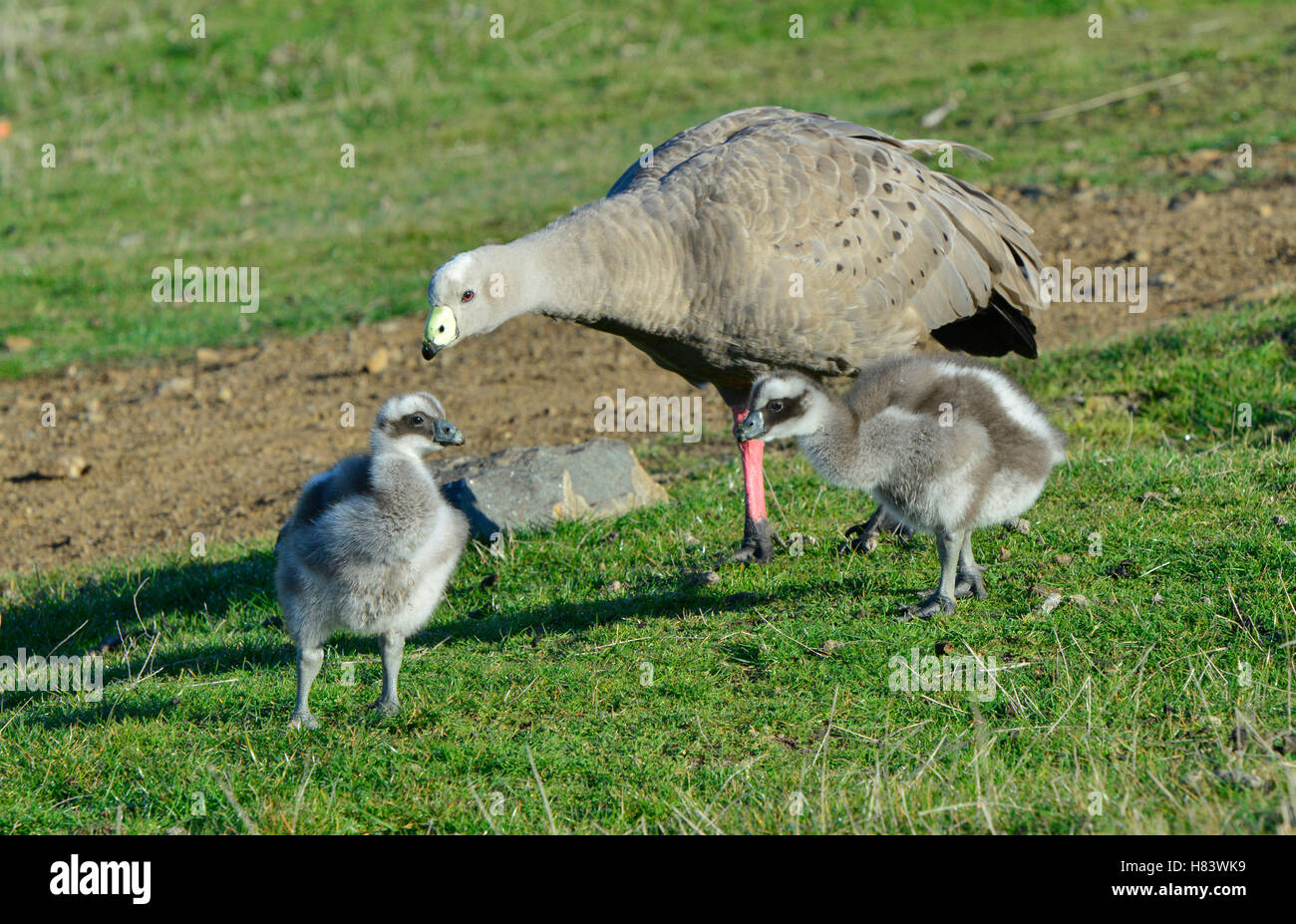 Cape Barren Goose (Cereopsis novaehollandiae) parent and chicks, Maria ...