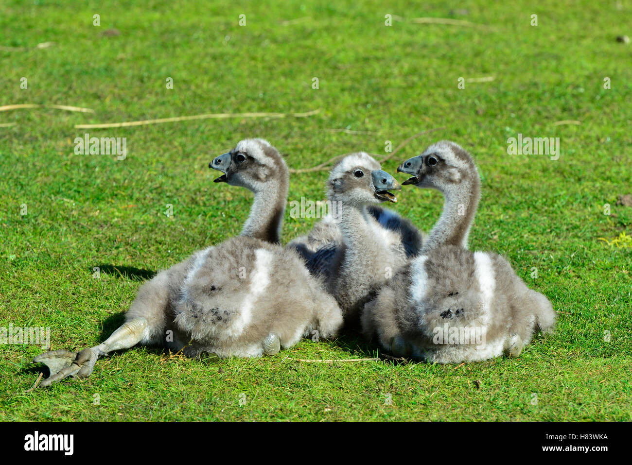Cape Barren Goose (Cereopsis novaehollandiae) chicks, Maria Island ...