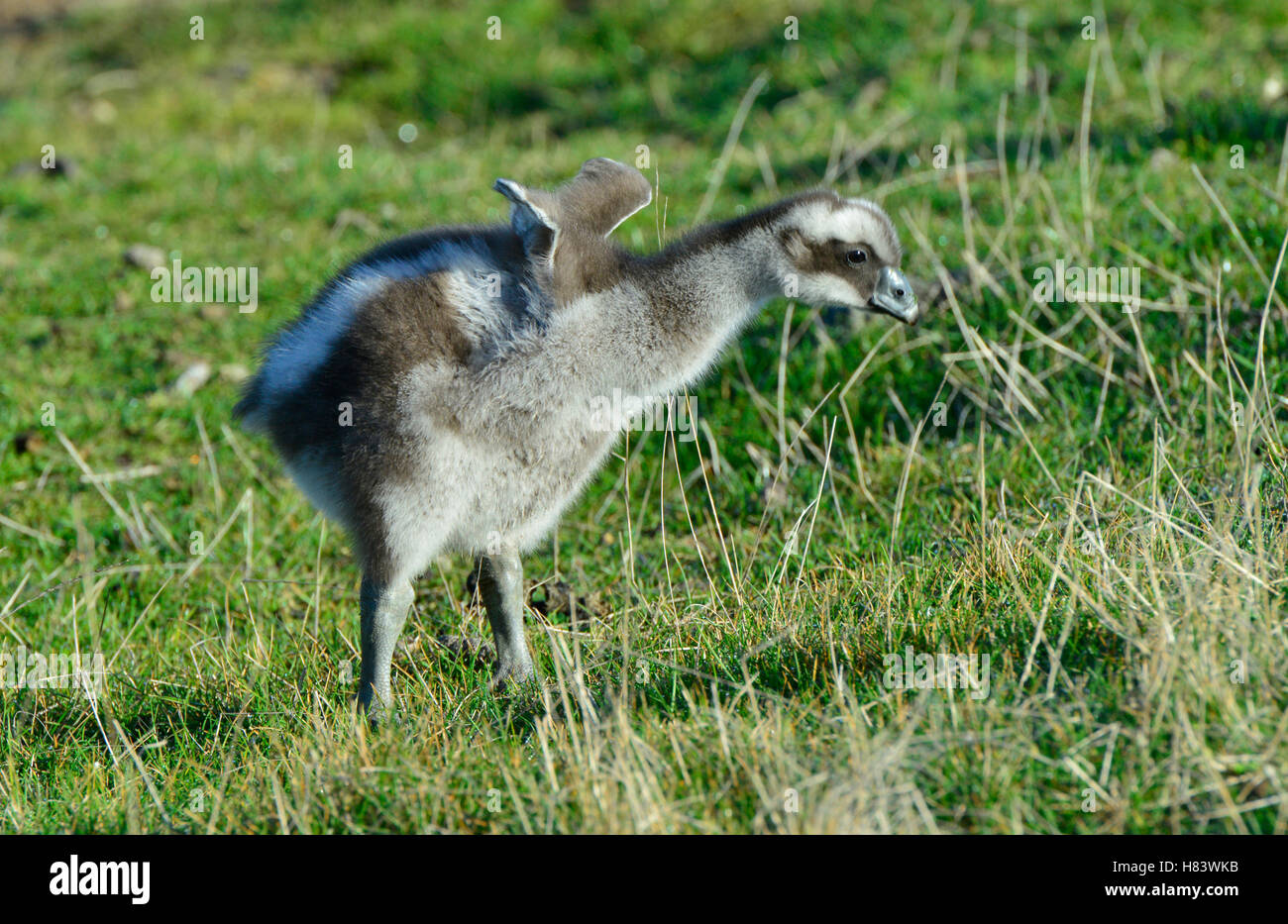 Cape Barren Goose (Cereopsis novaehollandiae) chick flapping small ...