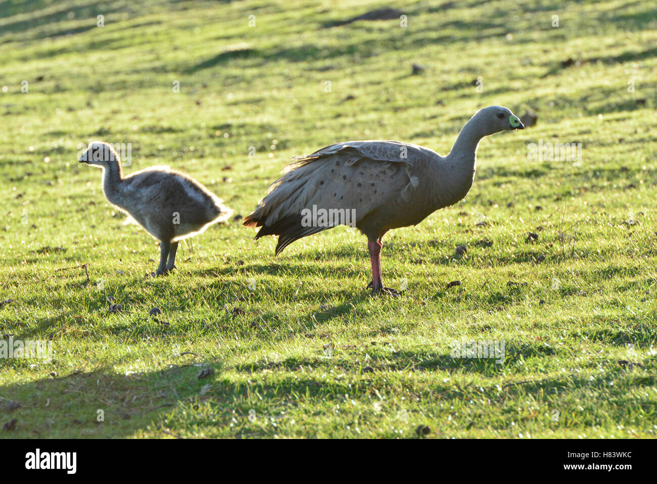 Cape Barren Goose (Cereopsis novaehollandiae) parent and chick, Maria ...