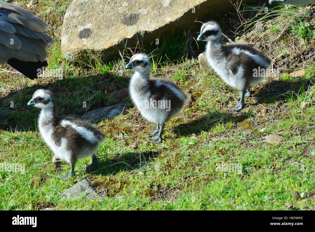 Cape Barren Goose (Cereopsis novaehollandiae) chicks, Maria Island ...