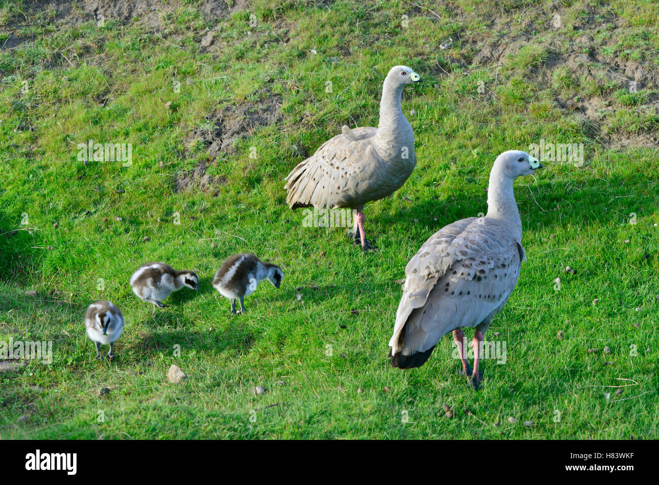 Cape Barren Goose (Cereopsis novaehollandiae) parents and chicks, Maria ...