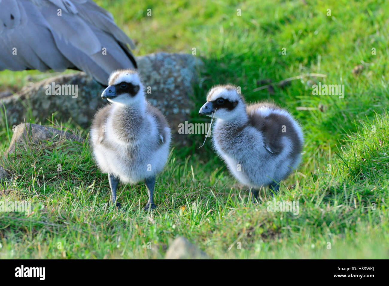 Cape Barren Goose (Cereopsis novaehollandiae) chicks, Maria Island ...