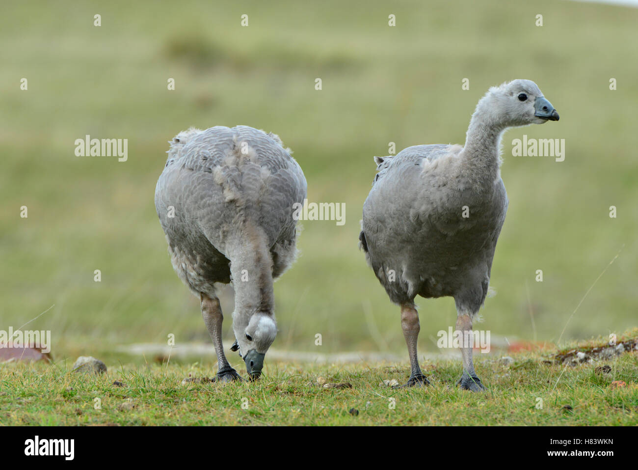 Cape Barren Goose (Cereopsis novaehollandiae) forty to fifty day old ...