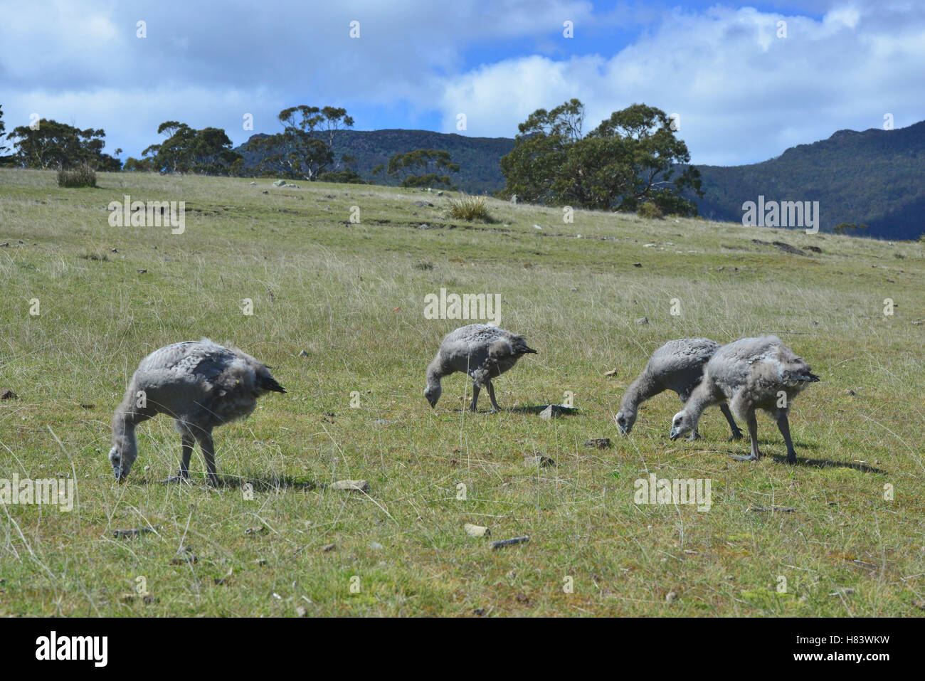Cape Barren Goose (Cereopsis novaehollandiae) forty to fifty day old ...