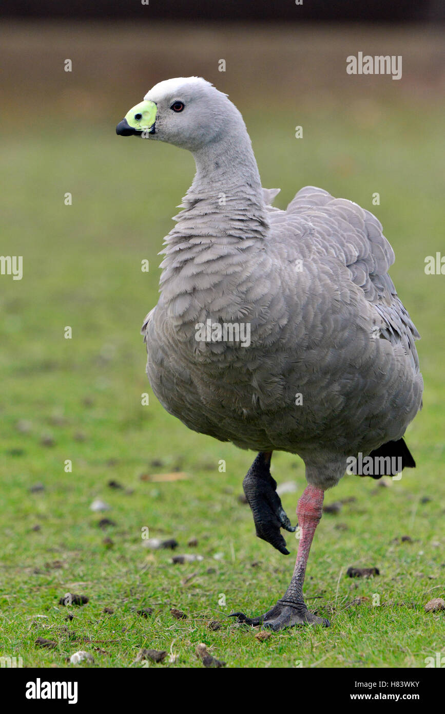 Cape Barren Goose (Cereopsis novaehollandiae), Maria Island National ...