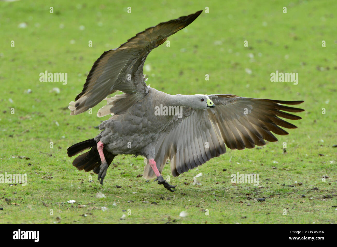 Cape Barren Goose (Cereopsis novaehollandiae) in fierce territorial ...