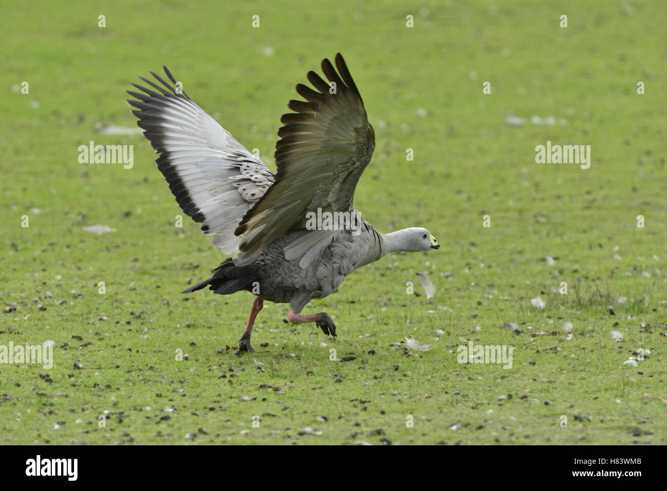 Cape Barren Goose (Cereopsis novaehollandiae) in fierce territorial ...