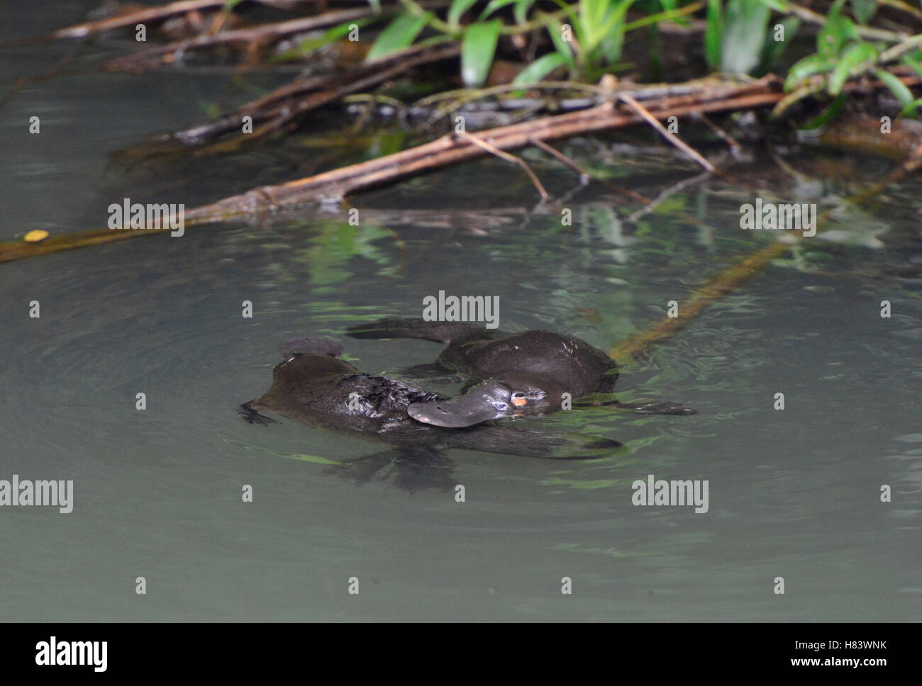 Adult male platypus ornithorhynchus anatinus hi-res stock photography ...