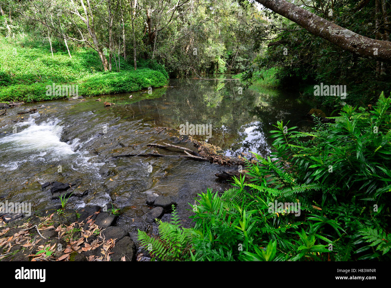 Platypus (Ornithorhynchus anatinus) habitat, a small creek in ...