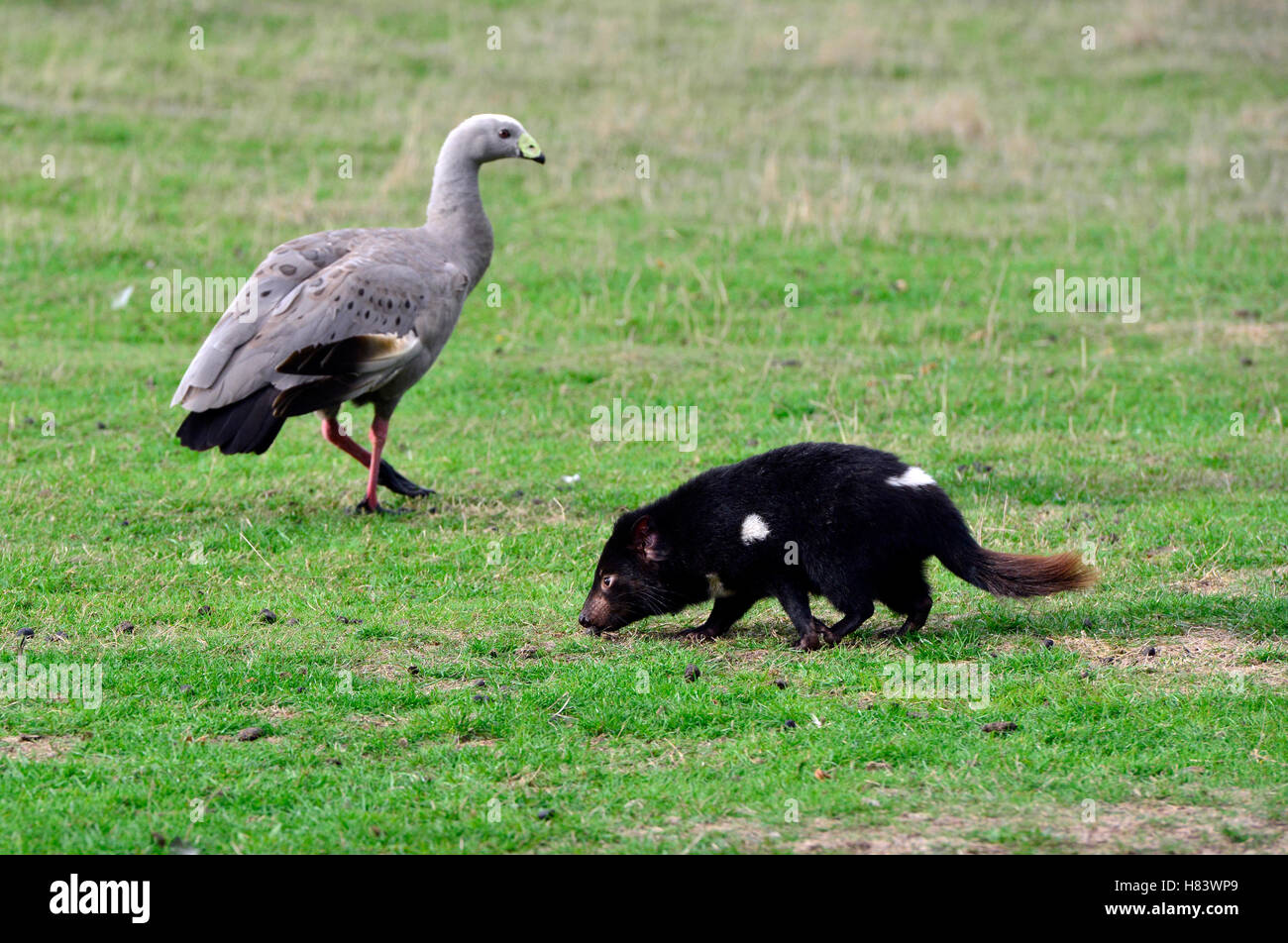 Tasmanian Devil (Sarcophilus harrisii) and Cape Barren Goose (Cereopsis ...