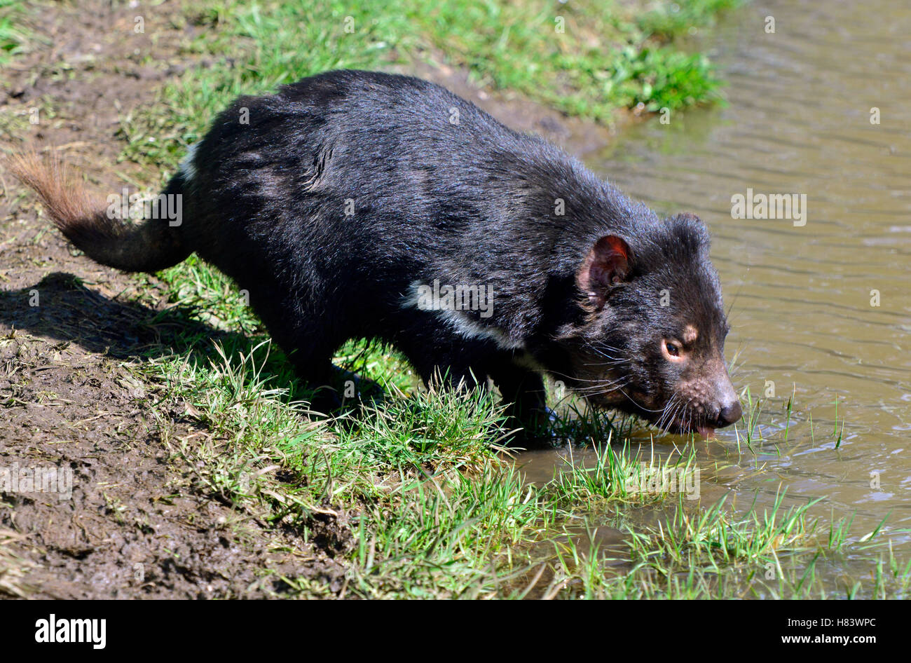 Tasmanian Devil (Sarcophilus harrisii) drinking, Tasmania, Australia Stock Photo - Alamy