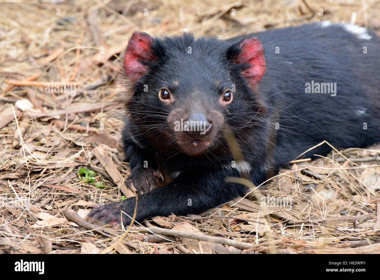 Tasmanian Devil (Sarcophilus harrisii) female, Tasmania, Australia ...