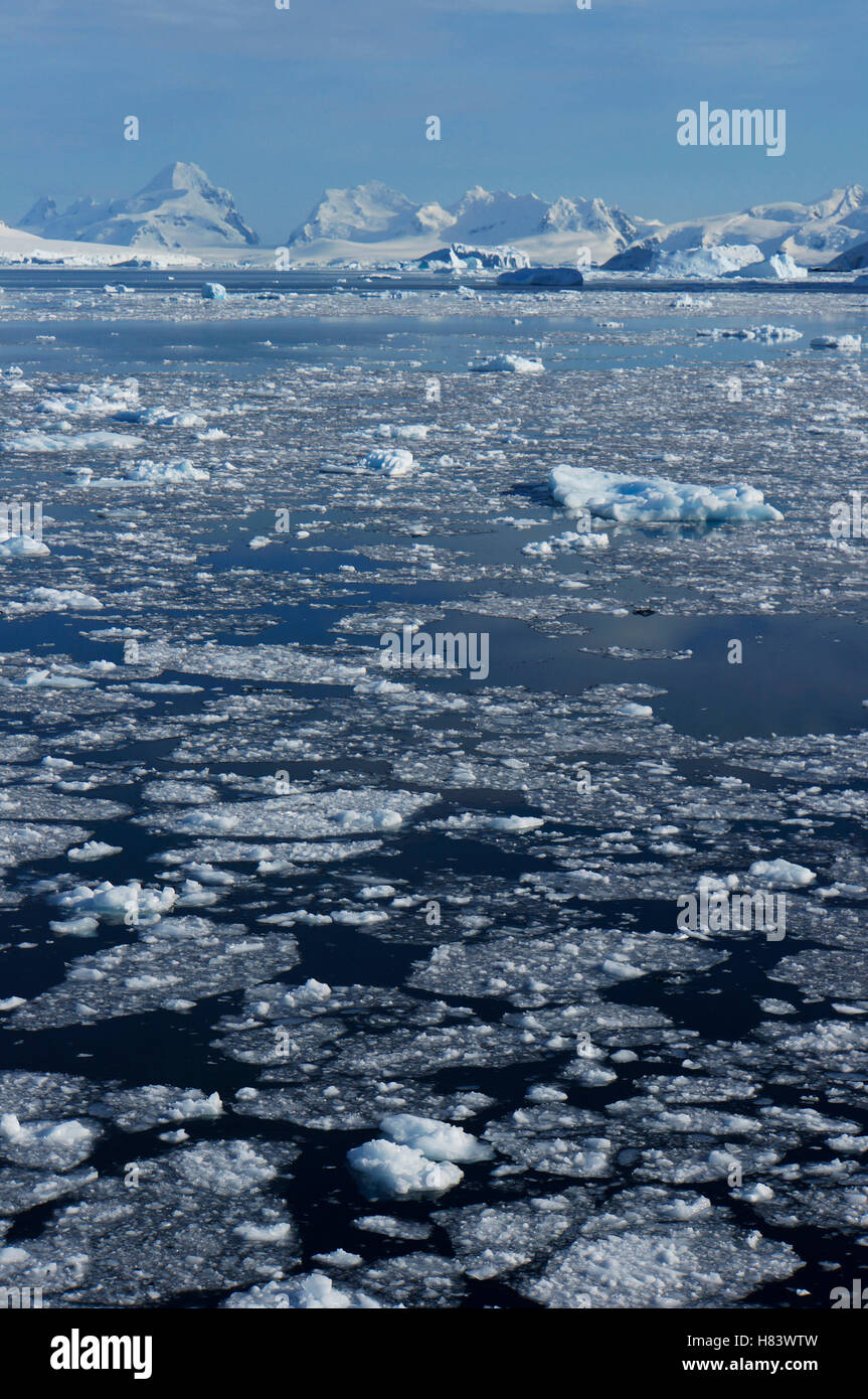 Pack ice, Antarctic Peninsula, Antarctica Stock Photo - Alamy