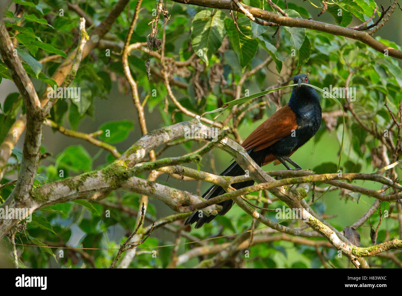 Greater Coucal (Centropus sinensis) carrying nesting material, Tawau ...