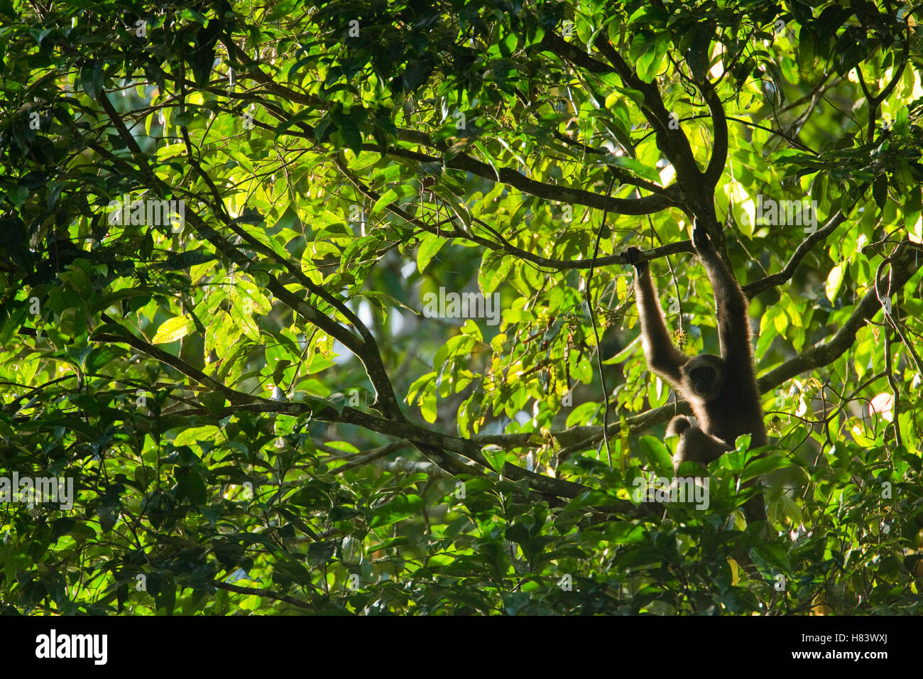 Muller's Bornean Gibbon (Hylobates muelleri) in tree, Tawau Hills Park ...