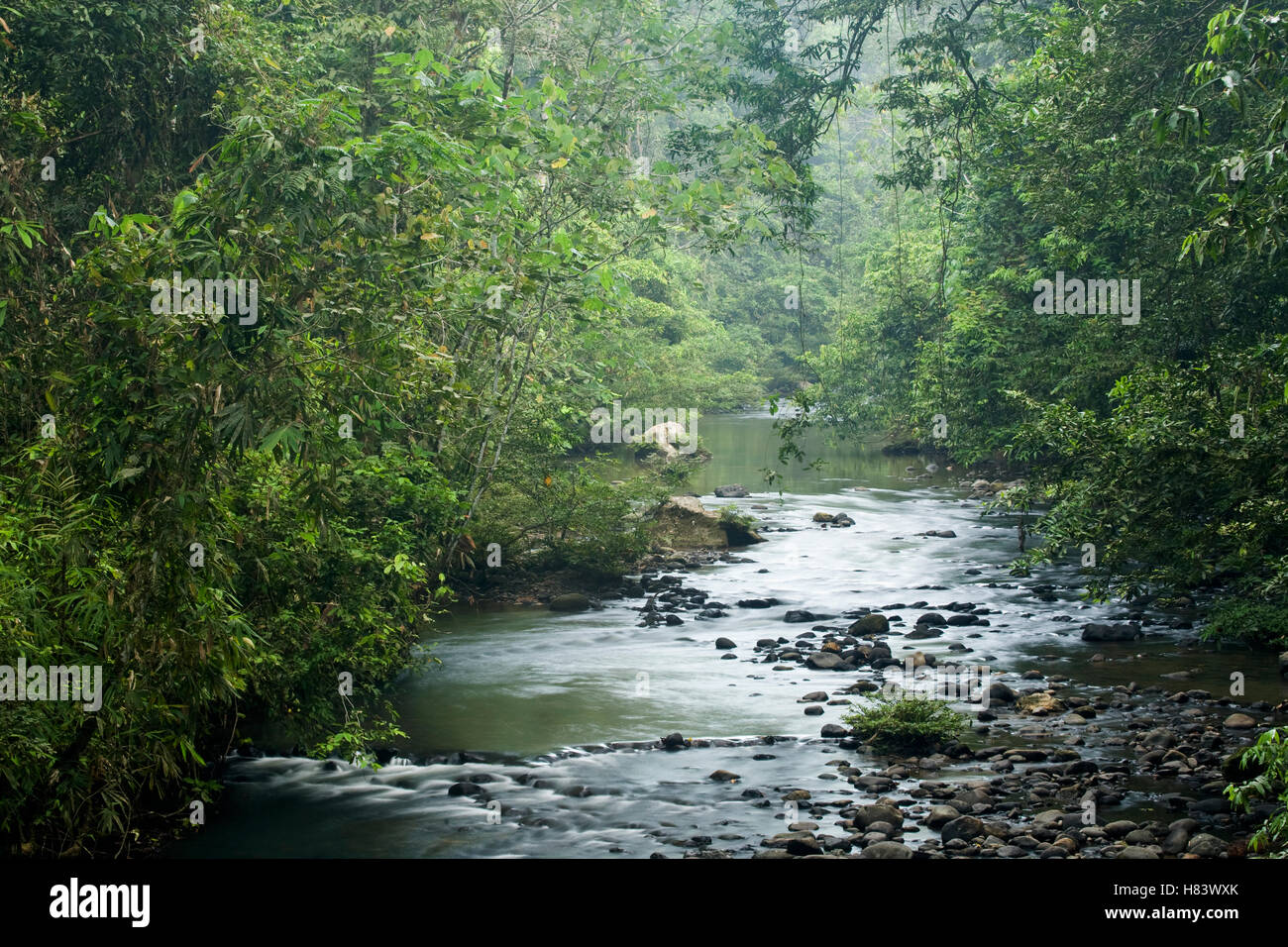 Tawau River flowing through lowland rainforest, Tawau Hills Park, Sabah ...