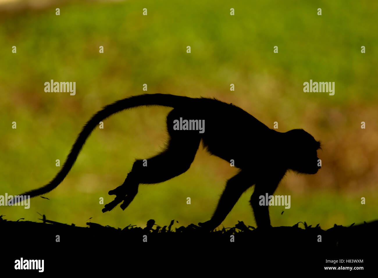 Long-tailed Macaque (Macaca fascicularis) female running, Tawau Hills ...