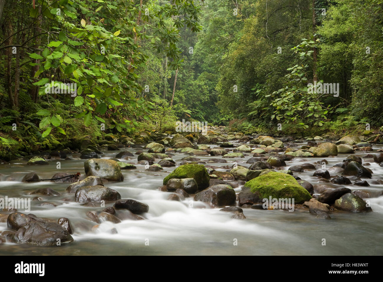 Tawau River flowing through lowland rainforest, Tawau Hills Park, Sabah ...