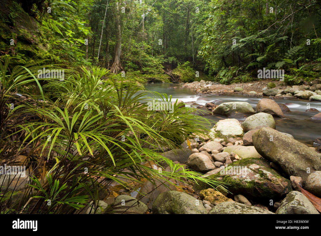 Fern (Dipteris lobbiana) group along river flowing through lowland ...