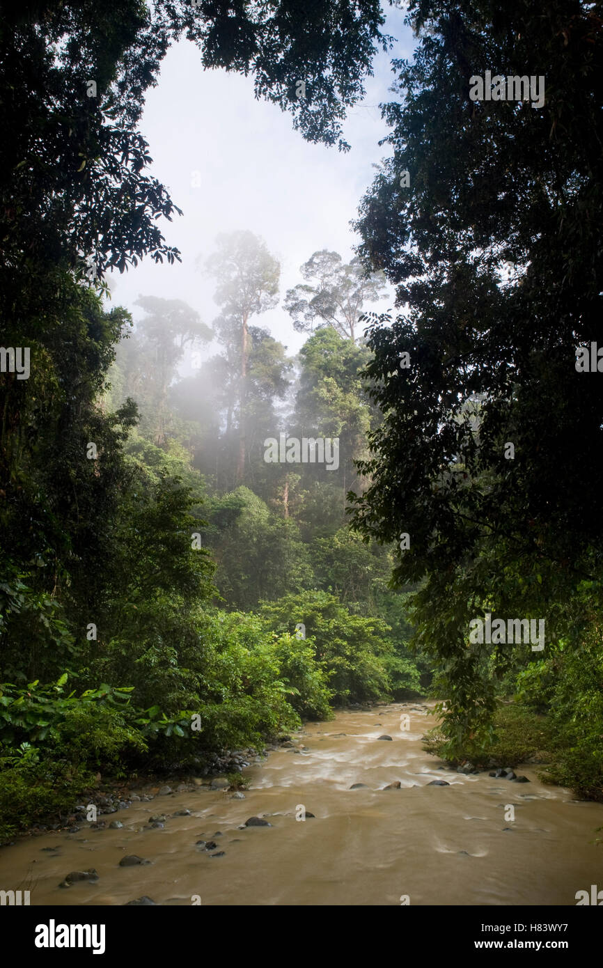 Sediment laden river after storm flowing through lowland rainforest ...