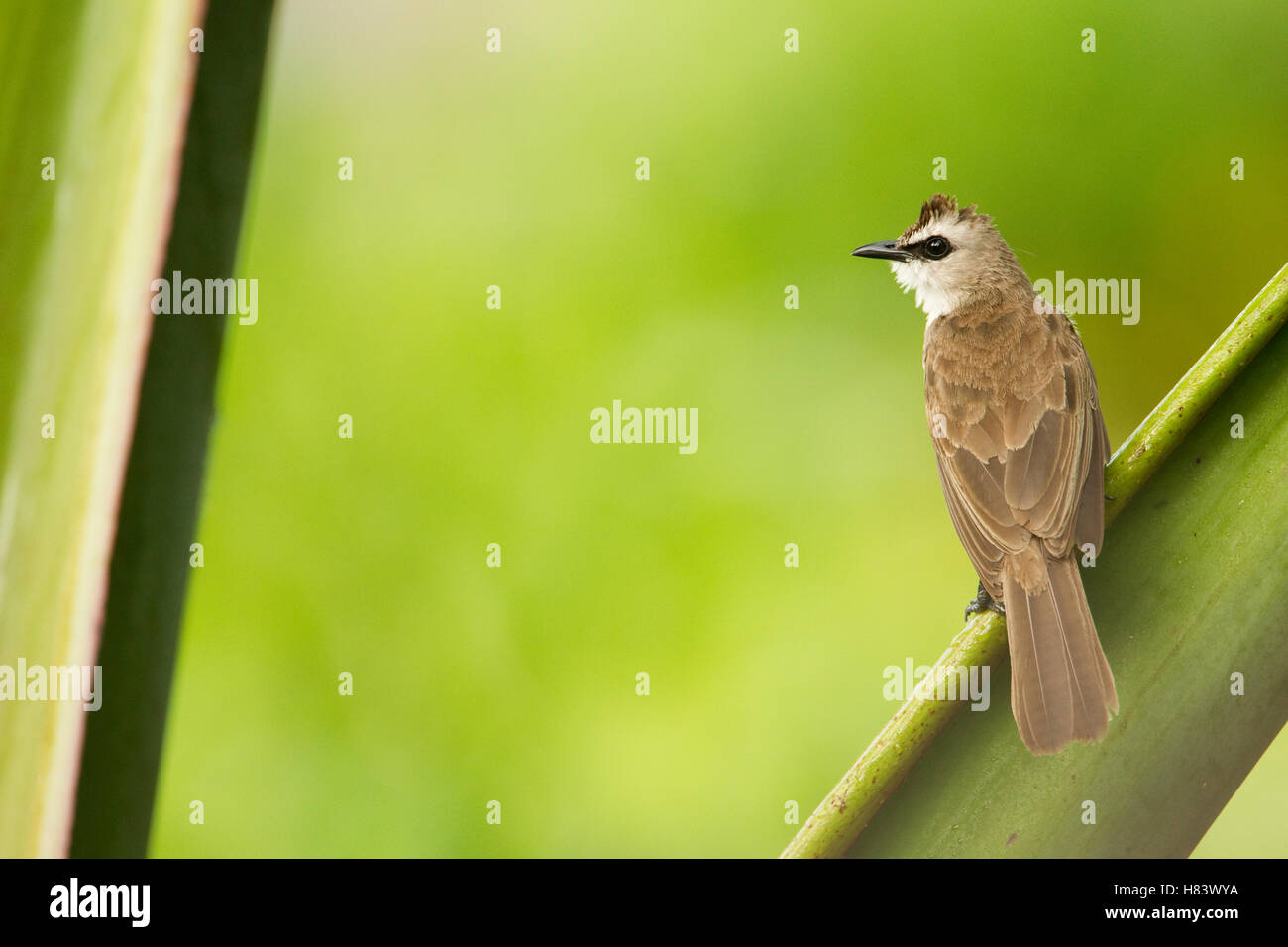 Yellow-vented Bulbul (Pycnonotus goiavier), Tawau Hills Park, Sabah ...