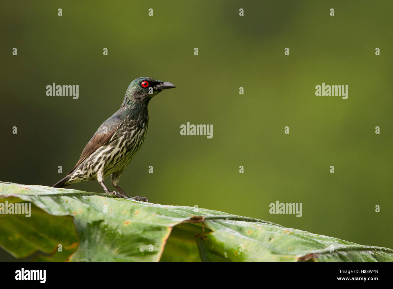 Asian Glossy Starling (Aplonis panayensis) sub-adult, Tawau Hills Park ...