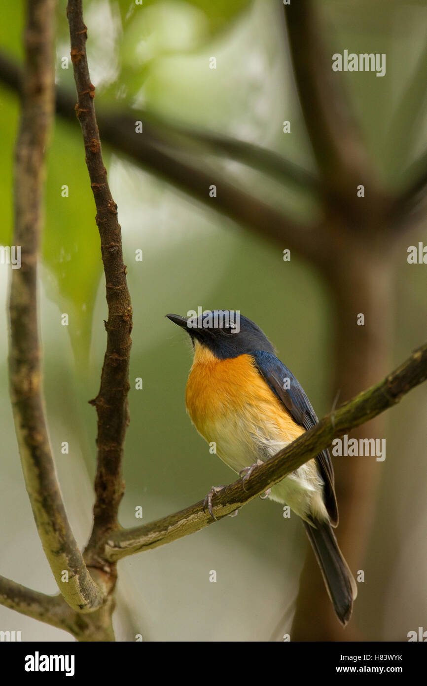Large-billed Blue-Flycatcher (Cyornis caerulatus) male, Tawau Hills ...