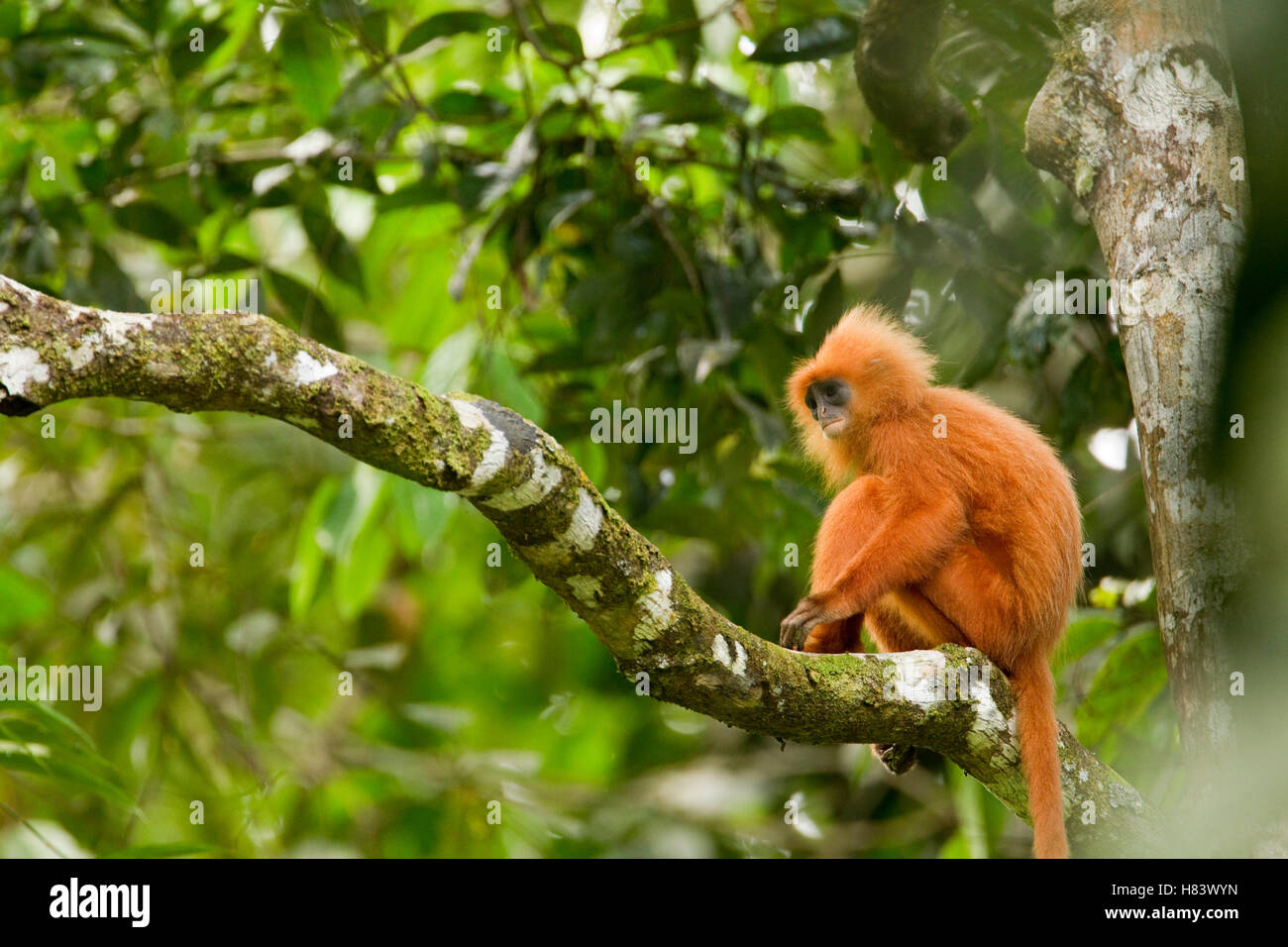 Red Leaf Monkey (Presbytis rubicunda) female in tree, Tawau Hills Park ...