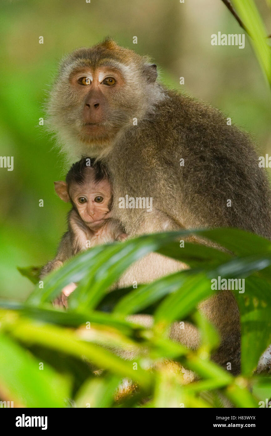 Long-tailed Macaque (Macaca fascicularis) mother nursing young, Tawau ...