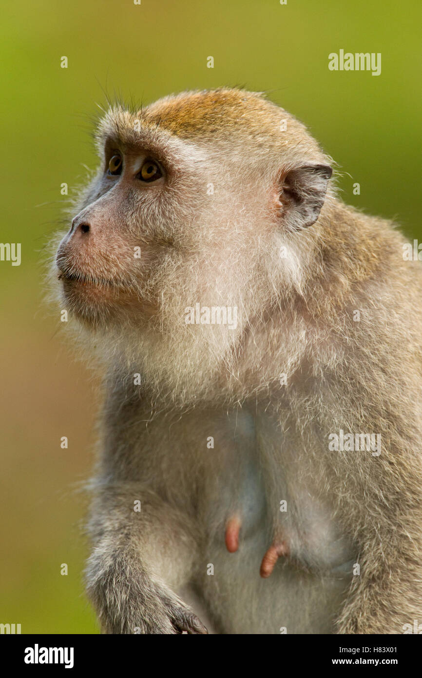Long-tailed Macaque (Macaca fascicularis) female, Tawau Hills Park ...