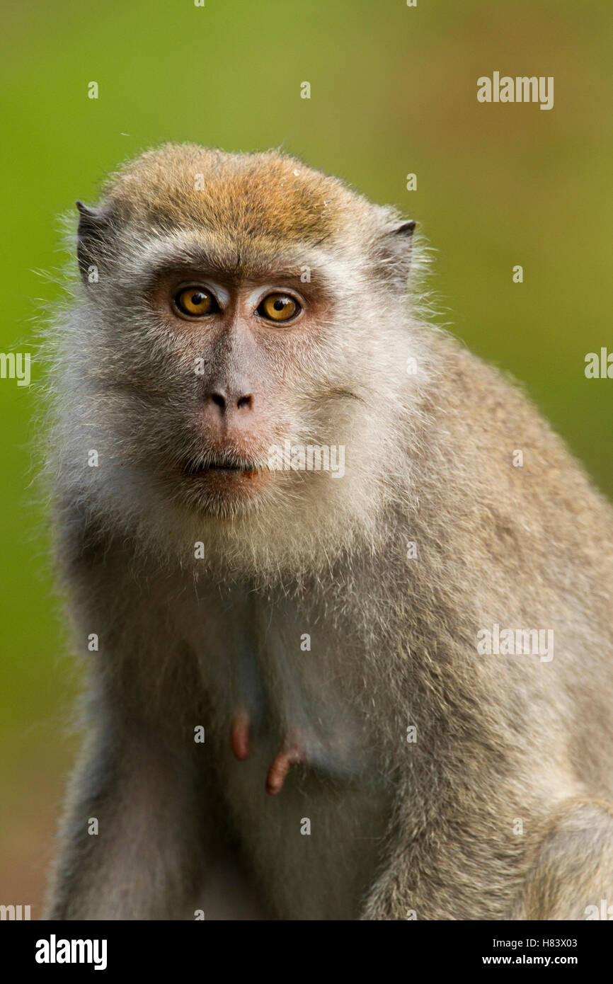 Long-tailed Macaque (Macaca fascicularis) female, Tawau Hills Park ...