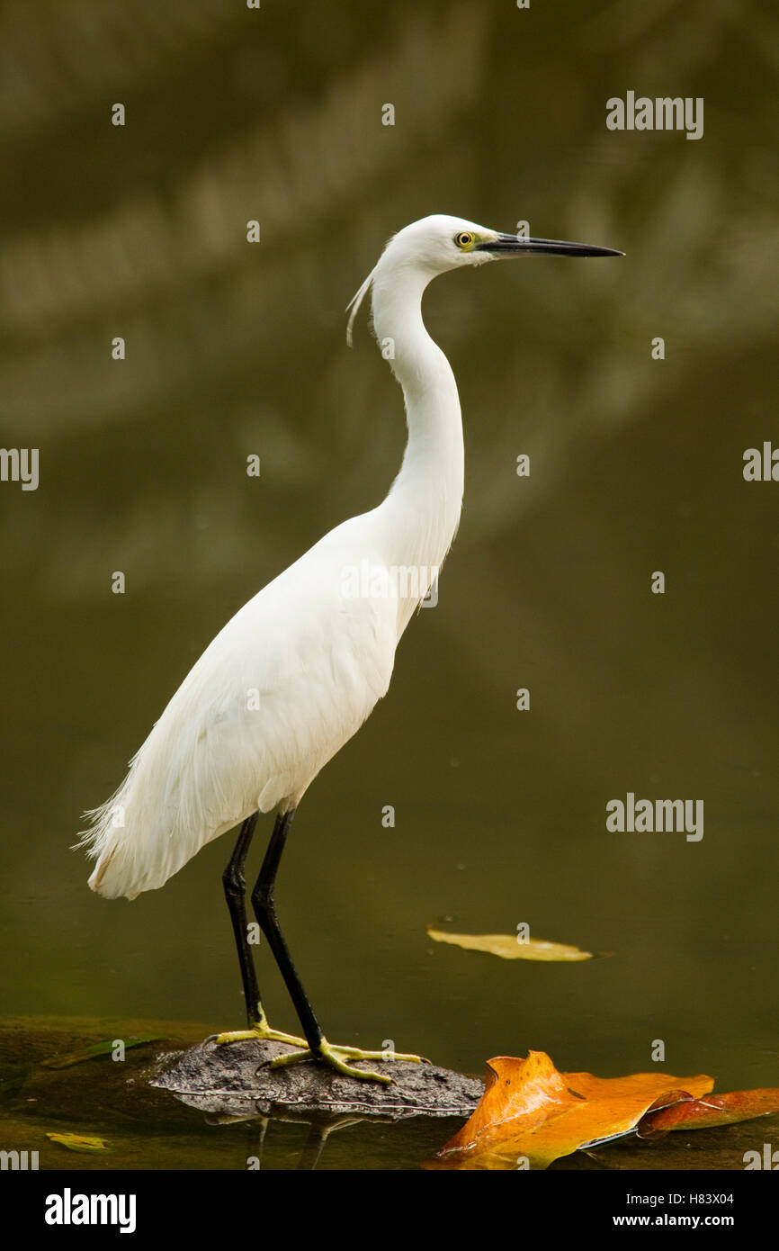 Little Egret (Egretta garzetta) in breeding plumage, Tawau Hills Park ...