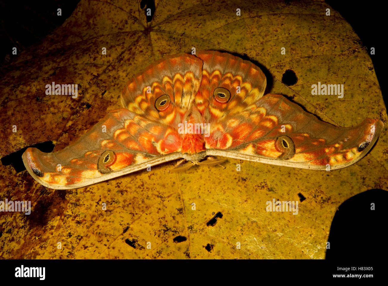 Saturniid Moth (Antheraea larissa), Tawau Hills Park, Sabah, Borneo ...