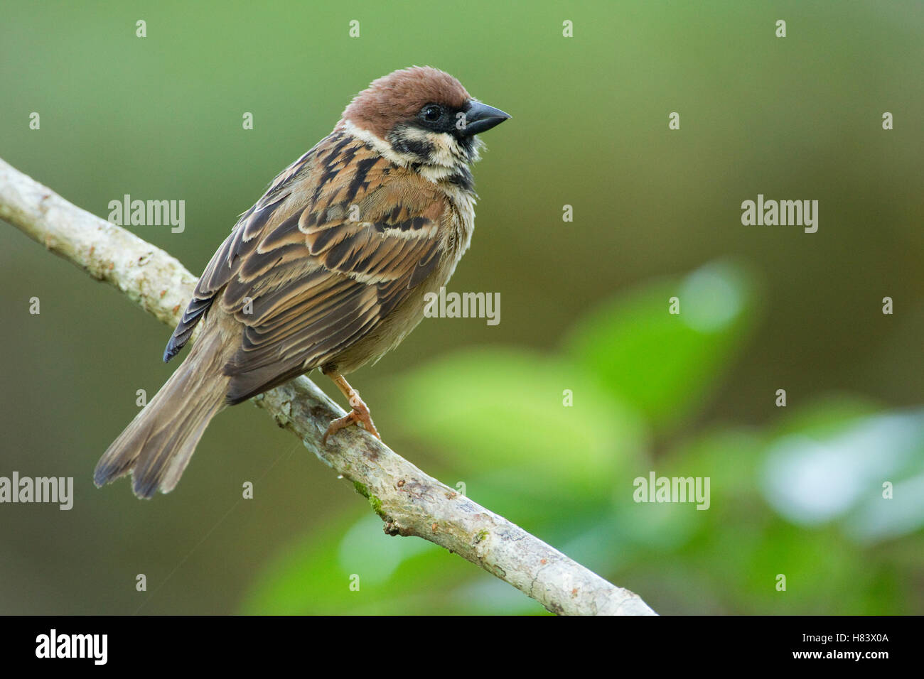 Eurasian Tree Sparrow (Passer montanus), Tawau Hills Park, Sabah ...