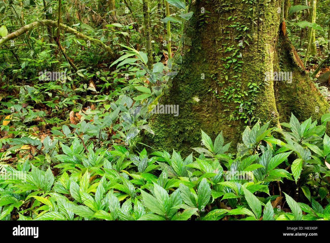 Light Red Meranti (Shorea leprosula) tree and understory saplings ...